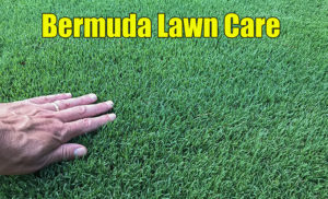 How Bermuda Grass Grows - Bermuda Lawn Guide